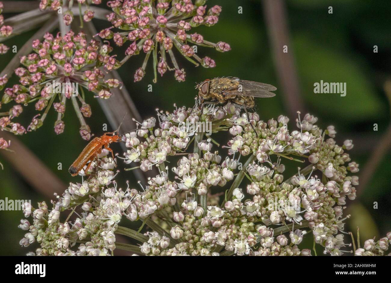 Common cluster fly, Pollenia rudis - parasitic on earthworms - visiting ...