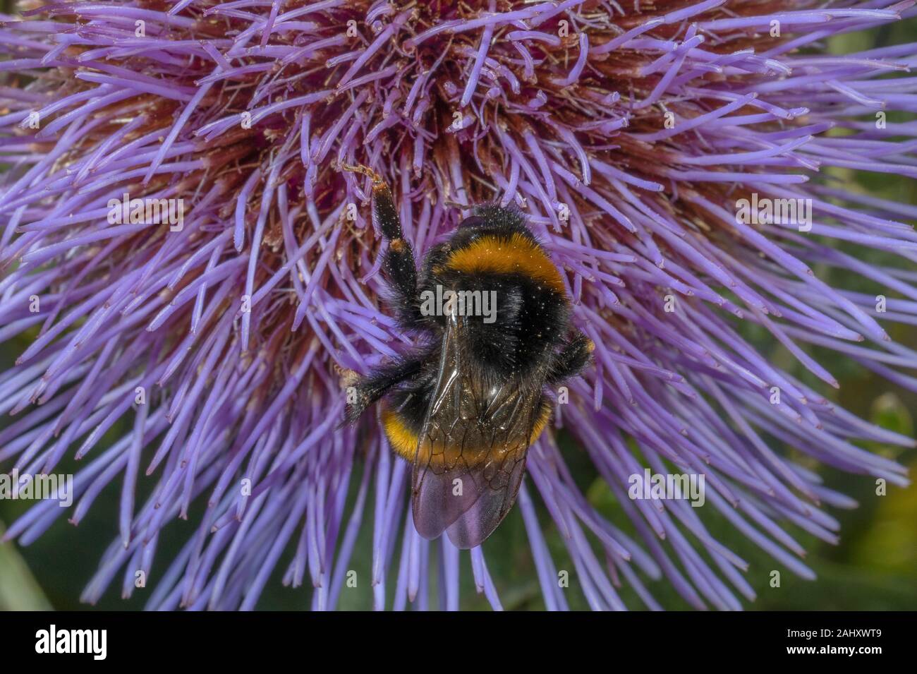 buff-tailed Bumble bees, Bombus terrestris, visiting Cynara in wildlife ...