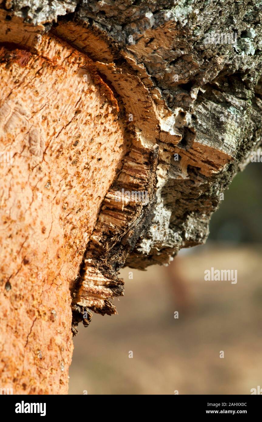 Commiphora Tree High Resolution Stock Photography and Images - Alamy