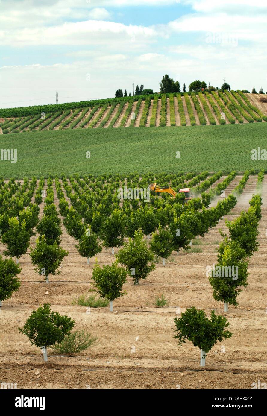 Young citrus trees hi-res stock photography and images - Alamy