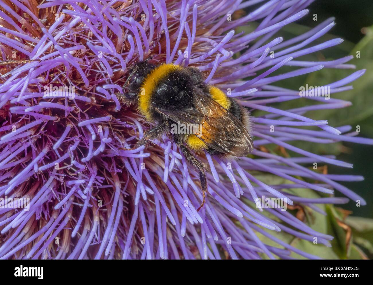 buff-tailed Bumble bees, Bombus terrestris, visiting Cynara in wildlife ...