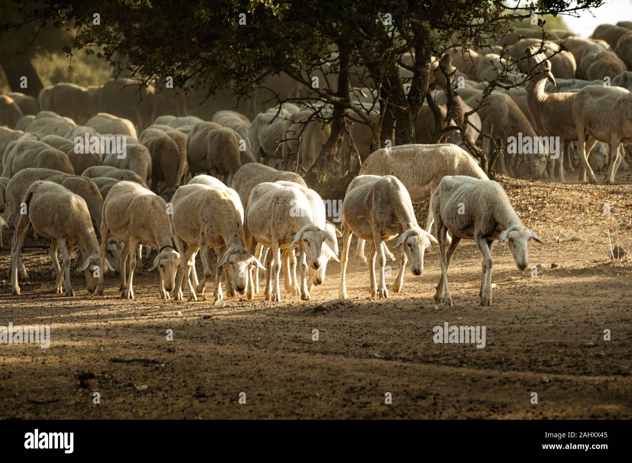 Sheeps running hi-res stock photography and images - Alamy