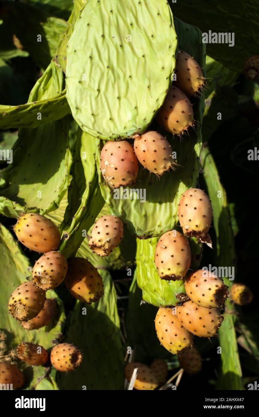 Fruit prickly pear cactus sonoran hi-res stock photography and images ...