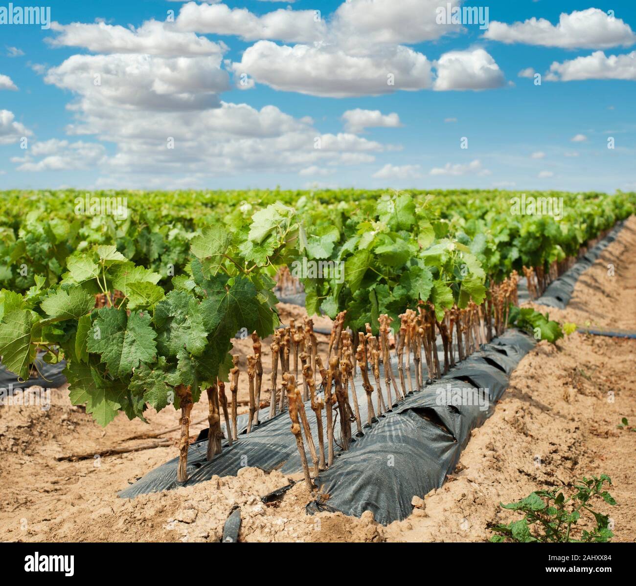 Vine grafting hi-res stock photography and images - Alamy