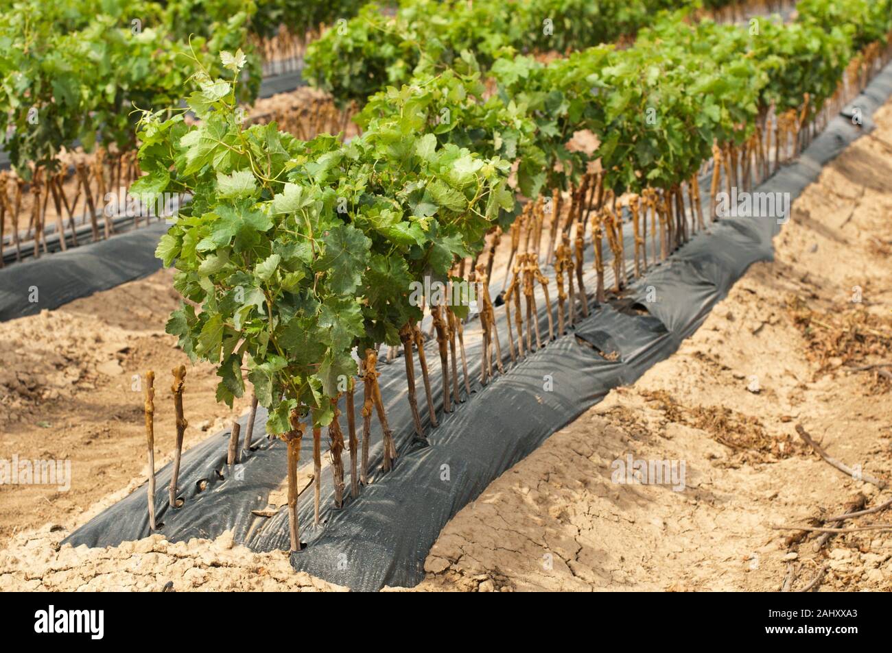 Grape Vine Graft High Resolution Stock Photography and Images - Alamy