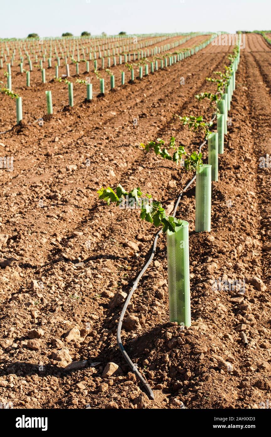 Planting a grape vine hi-res stock photography and images - Alamy