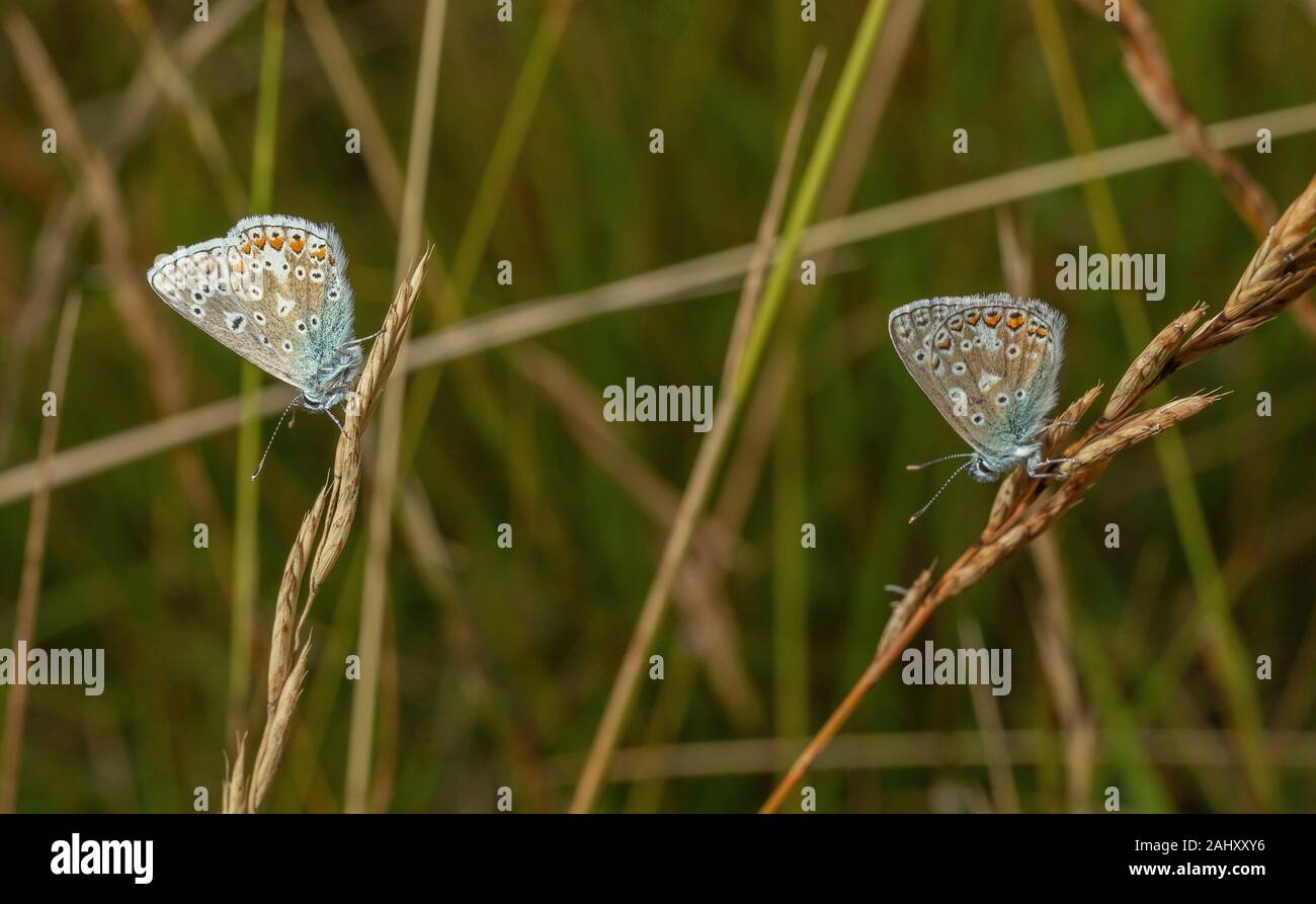 Roosting Common Blue butterflies in grasses, on chalk downland. Dorset ...