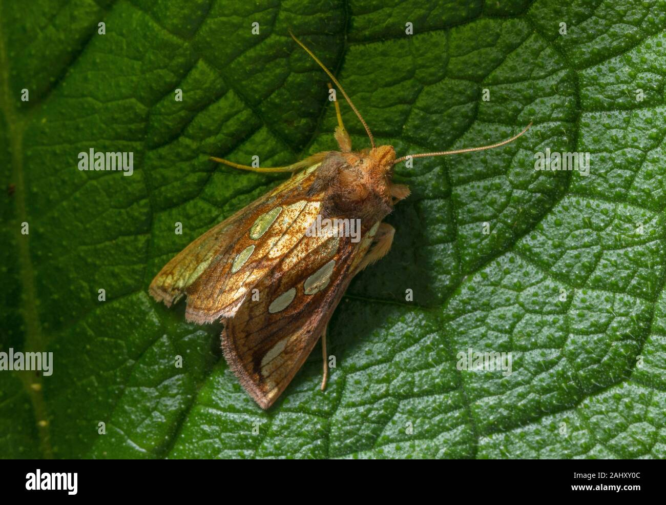 Gold Spot moth, Plusia festucae in damp riverside meadow, Kingcombe ...