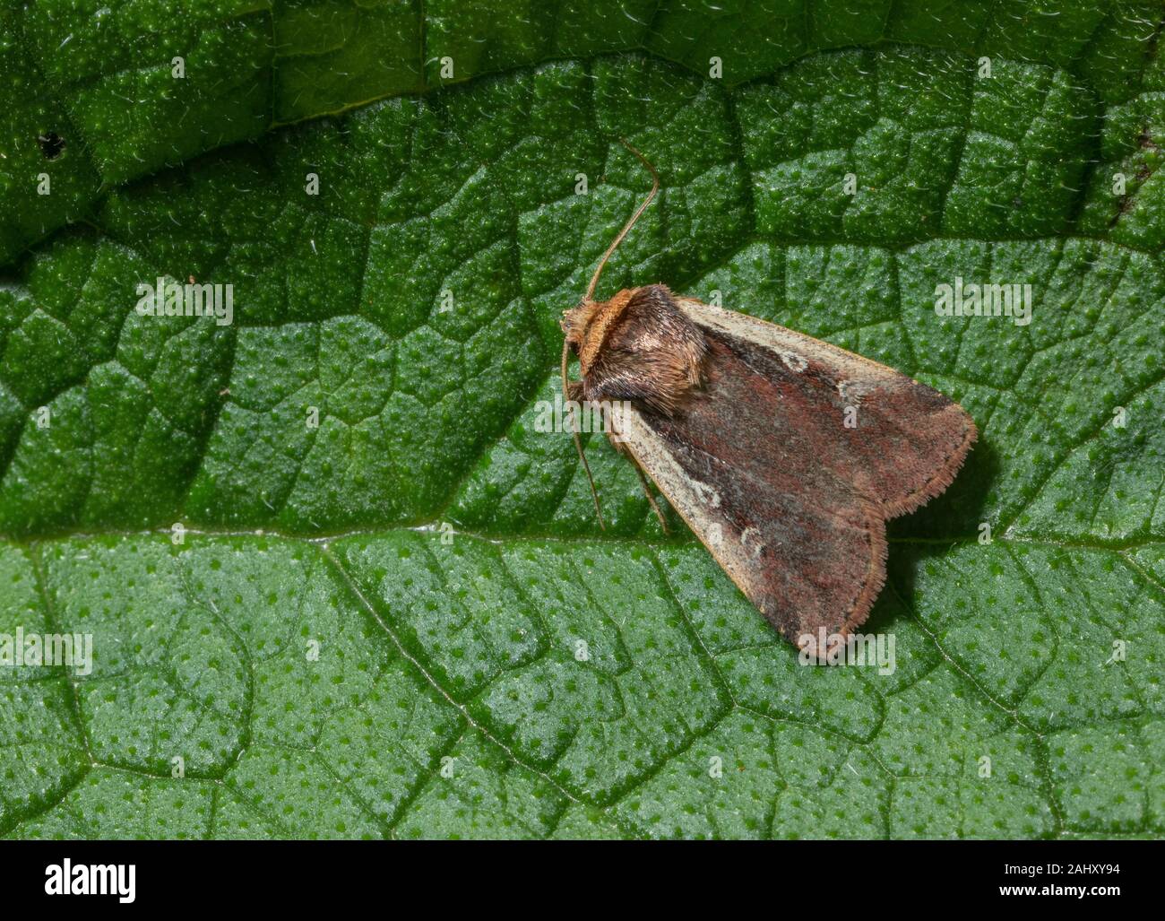 Flame Shoulder, Ochropleura plecta, moth settled on leaf. West Dorset ...