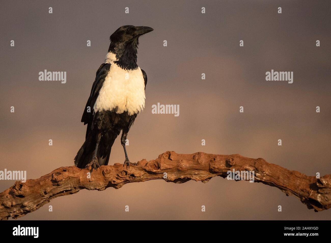 South african crow hi-res stock photography and images - Alamy