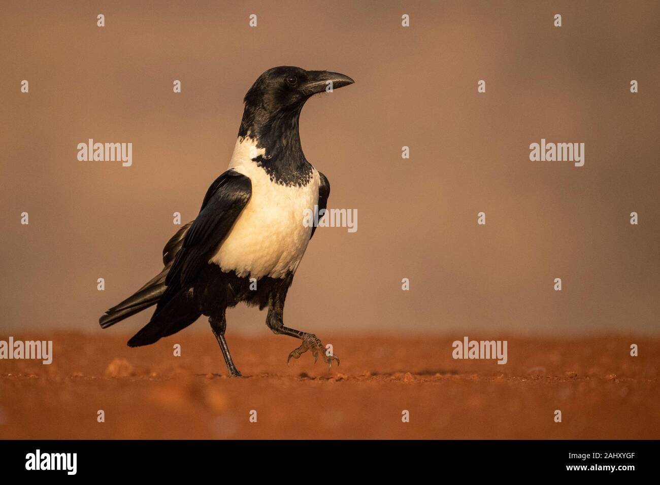 Pied crow, Corvus albus, Zimanga Game Reserve, South Africa Stock Photo ...