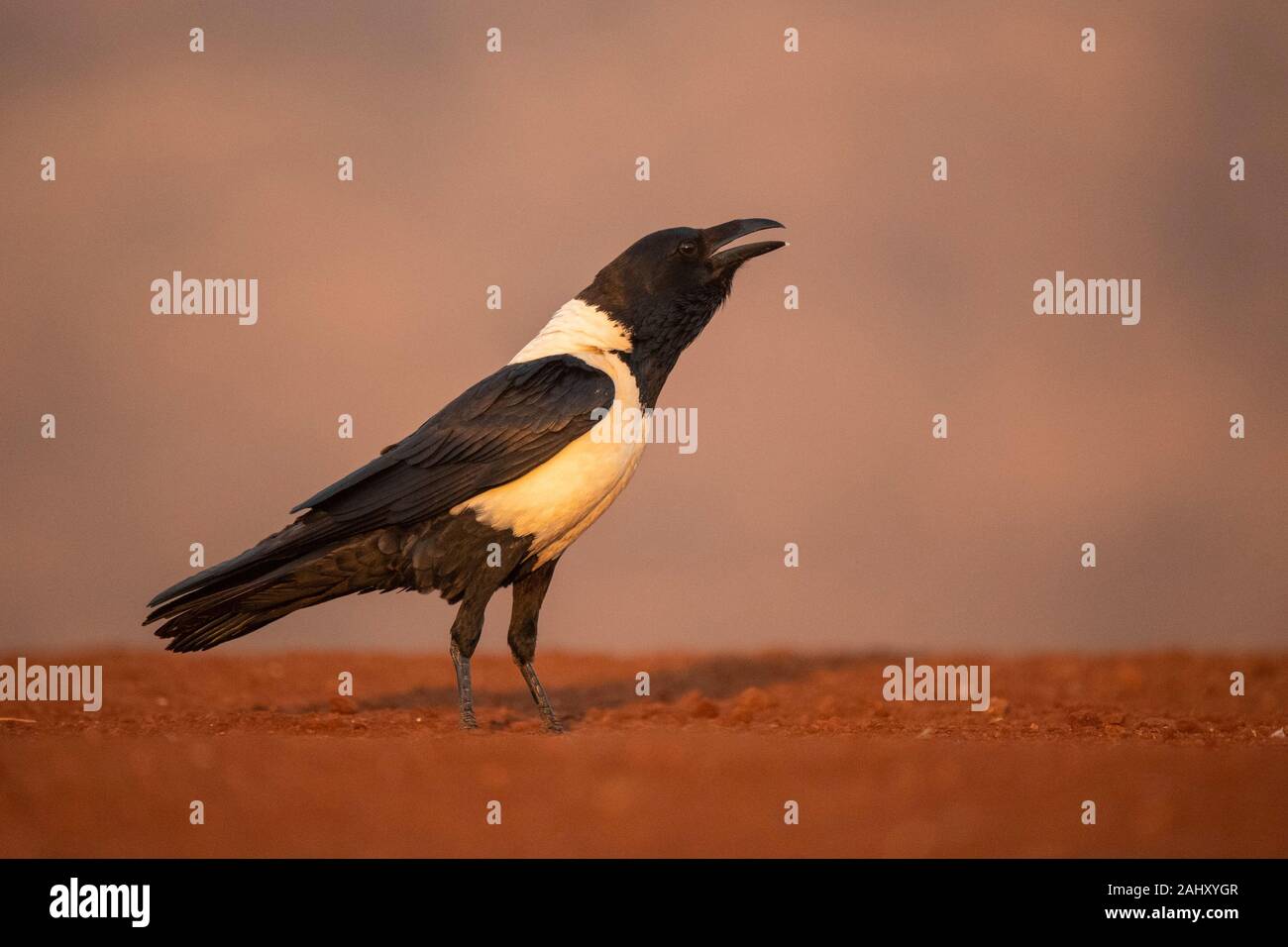 African pied crow hi-res stock photography and images - Alamy