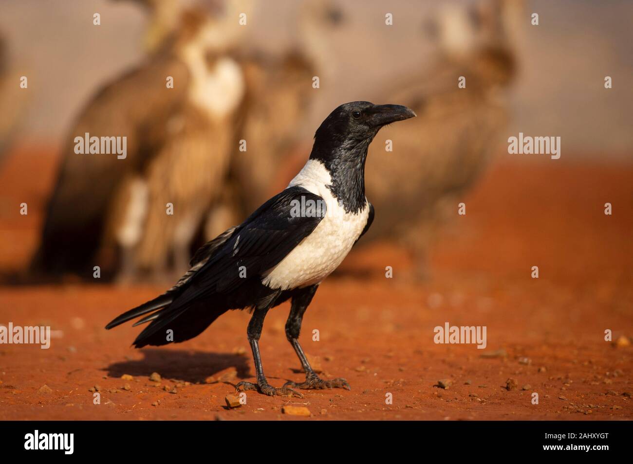 Pied crow, Corvus albus, Zimanga Game Reserve, South Africa Stock Photo ...