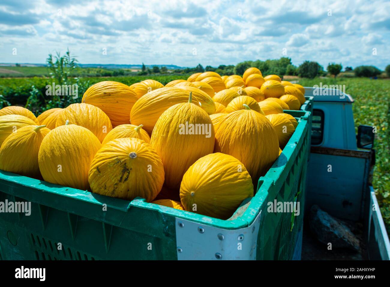 Horizontal produce fruit sweet yellow melon hi-res stock photography ...