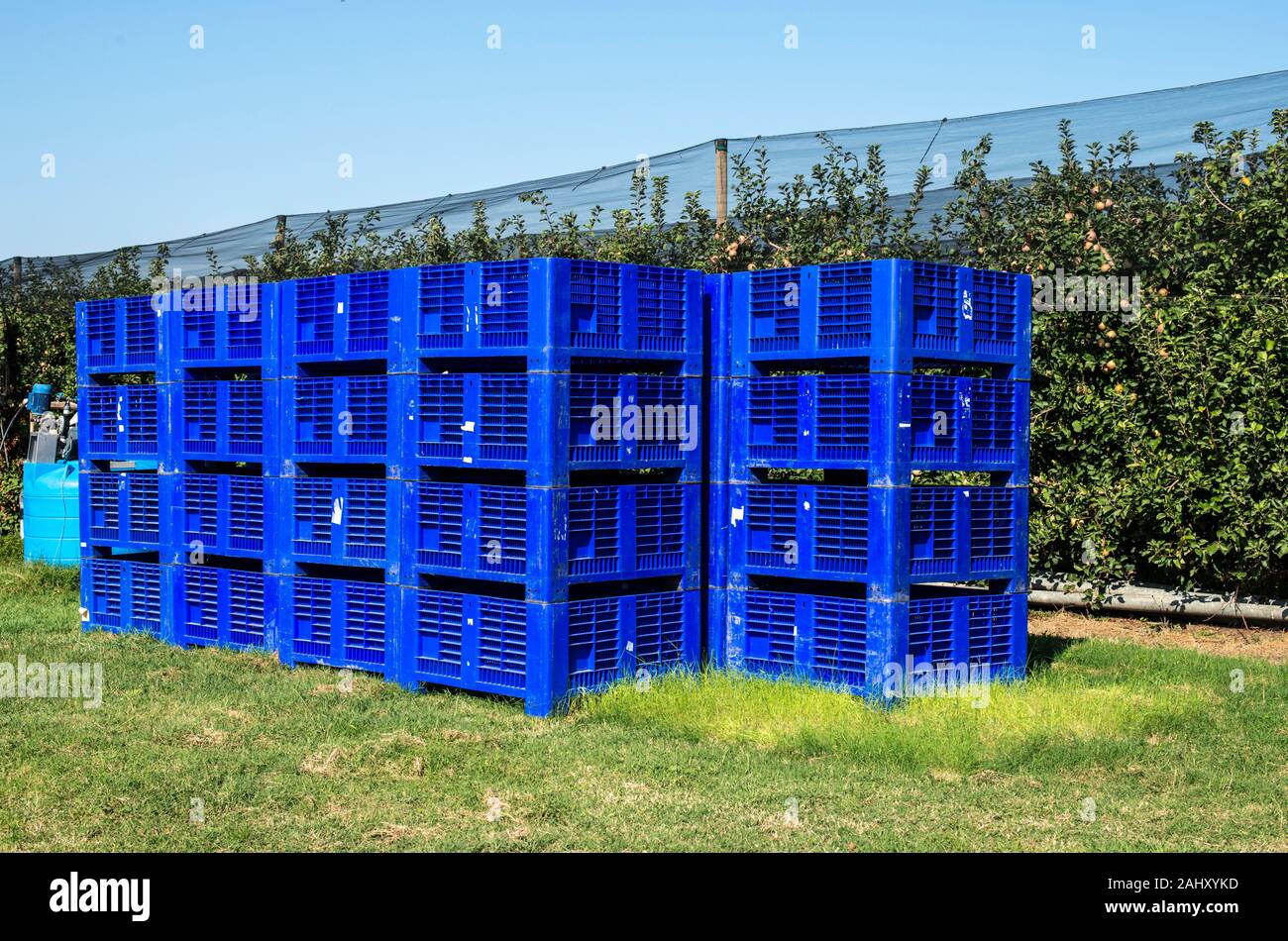 Apple tree in container hi-res stock photography and images - Alamy