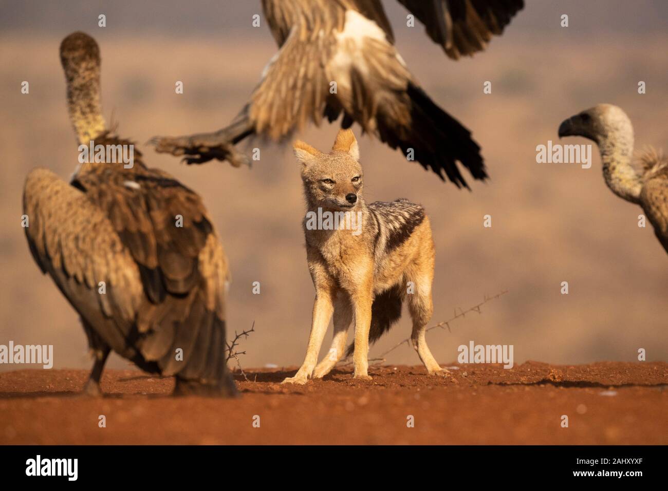 Black-backed jackal, Canis mesomelas, and white-backed vulture, Gyps ...