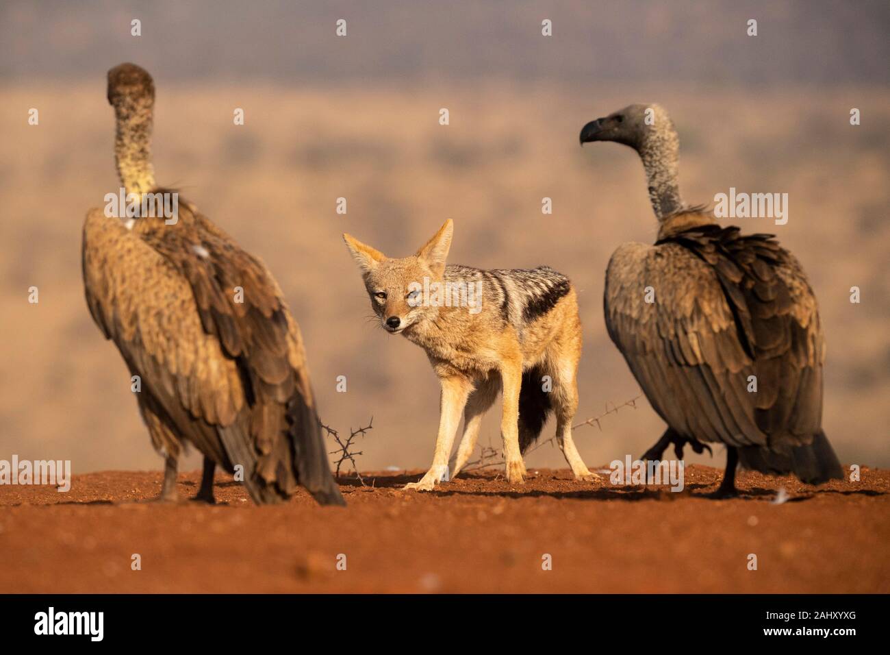 Black-backed jackal, Canis mesomelas, and white-backed vulture, Gyps ...