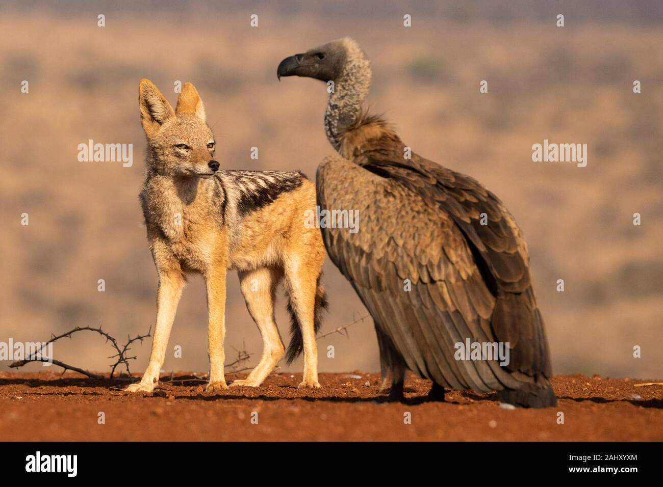 Black-backed jackal, Canis mesomelas, and white-backed vulture, Gyps ...