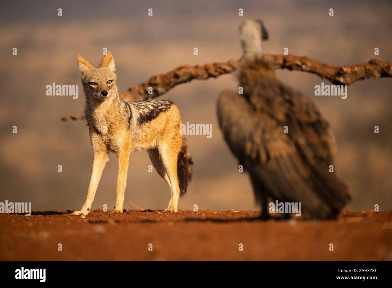 Black-backed jackal, Canis mesomelas, and white-backed vulture, Gyps ...