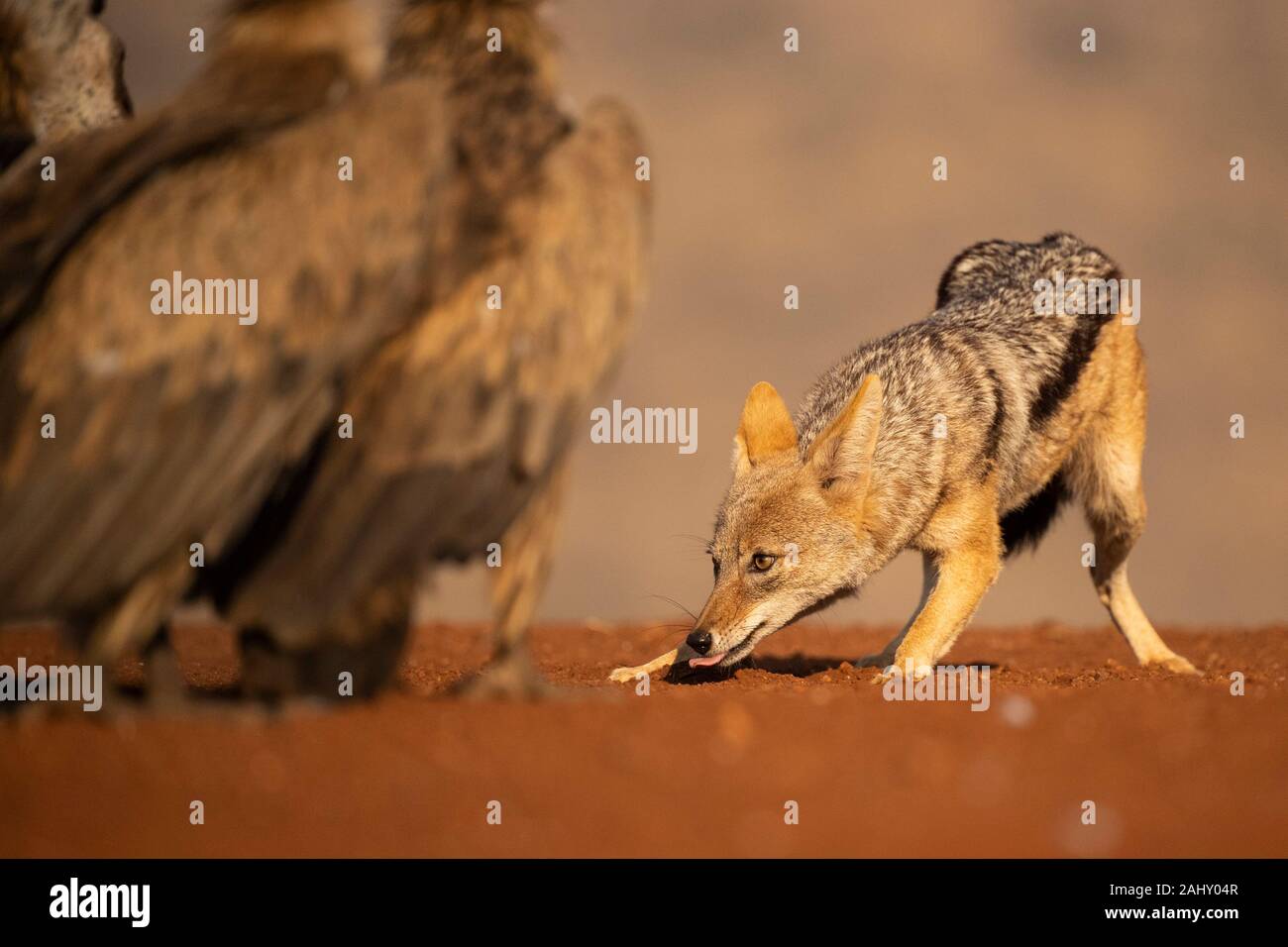 Black-backed jackal, Canis mesomelas, and white-backed vulture, Gyps ...