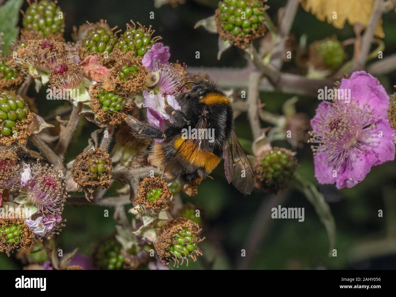 Bramble garden hi-res stock photography and images - Alamy