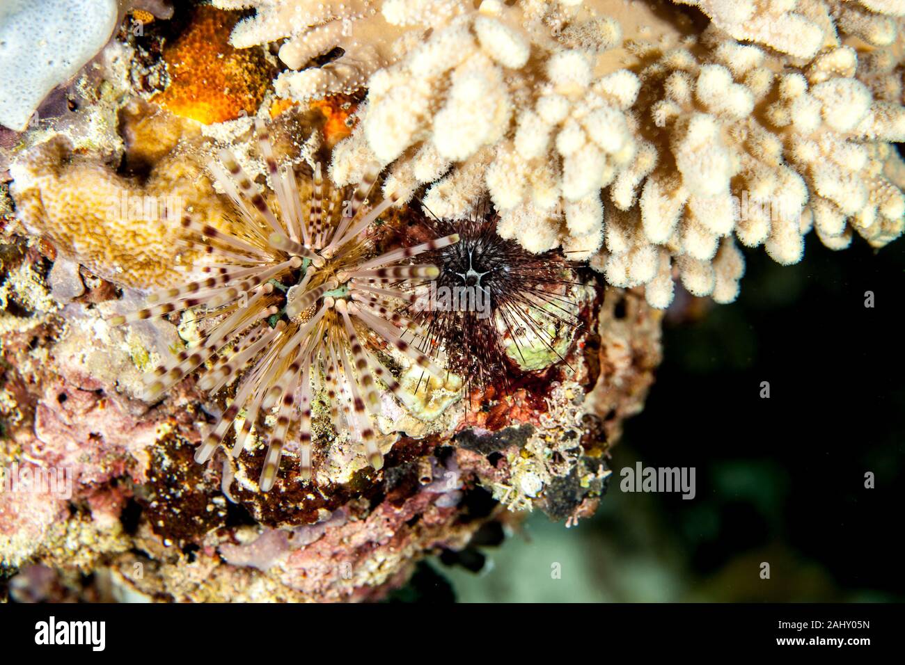 Banded sea urchin or double spined urchin, Echinothrix calamaris Stock ...