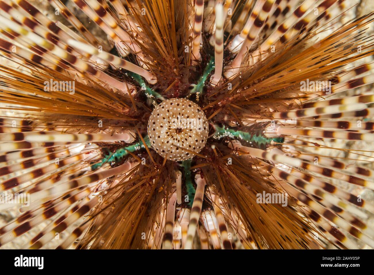 Banded sea urchin or double spined urchin, Echinothrix calamaris Stock ...