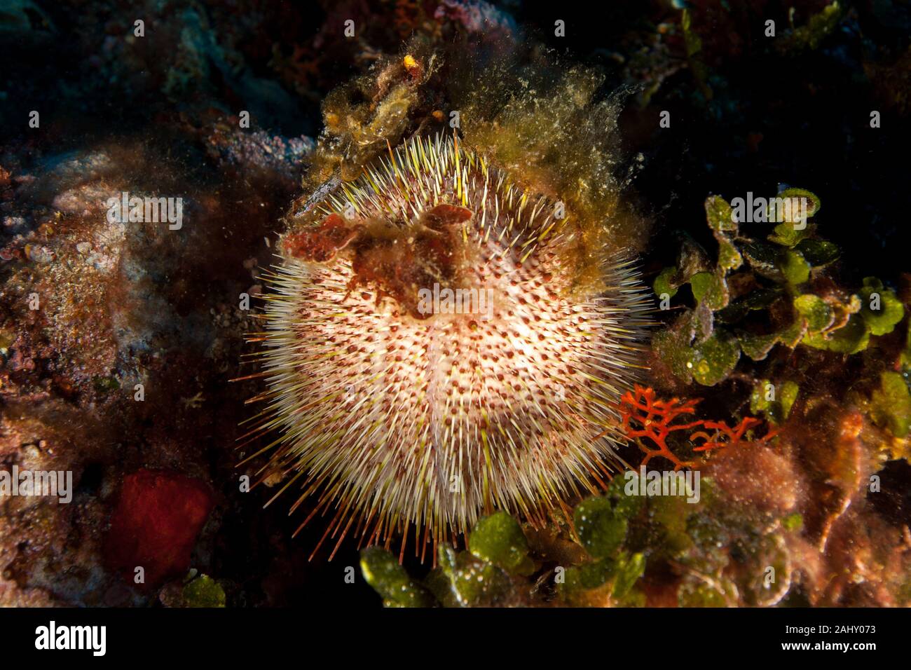 Sea urchin, Echinus acutus, Gracilechinus acutus Stock Photo - Alamy