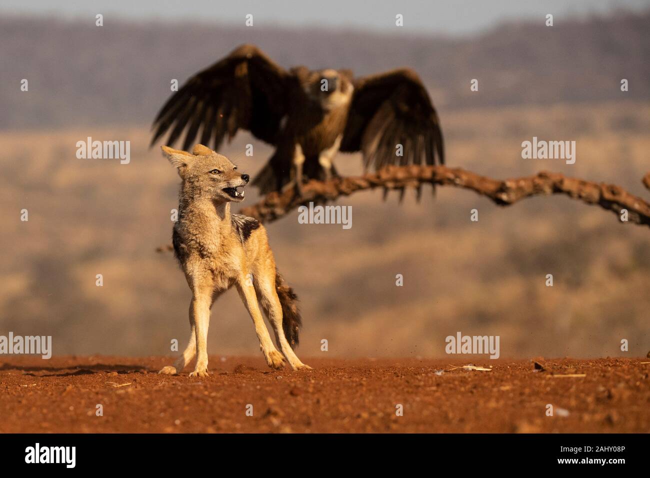 Black-backed jackal, Canis mesomelas, and white-backed vulture, Gyps ...