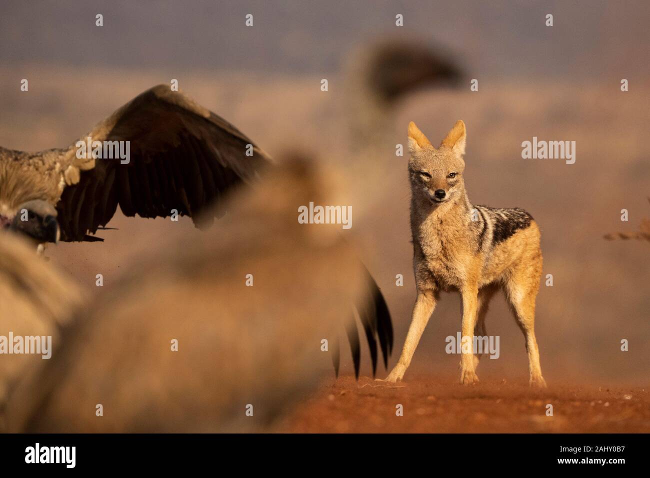 Black-backed jackal, Canis mesomelas, and white-backed vulture, Gyps ...