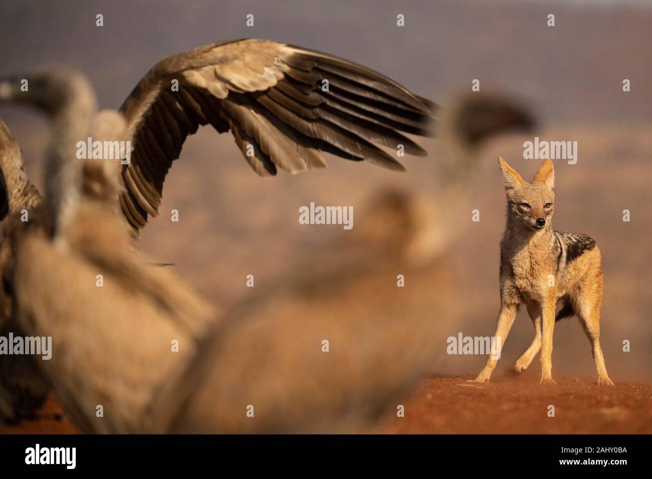 Black-backed jackal, Canis mesomelas, and white-backed vulture, Gyps ...