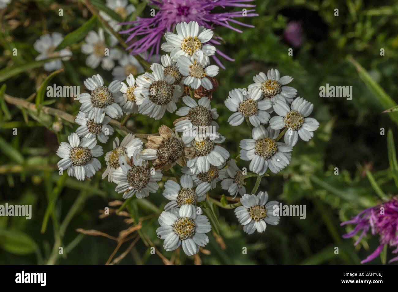 Achillea ptarmica field hi-res stock photography and images - Alamy
