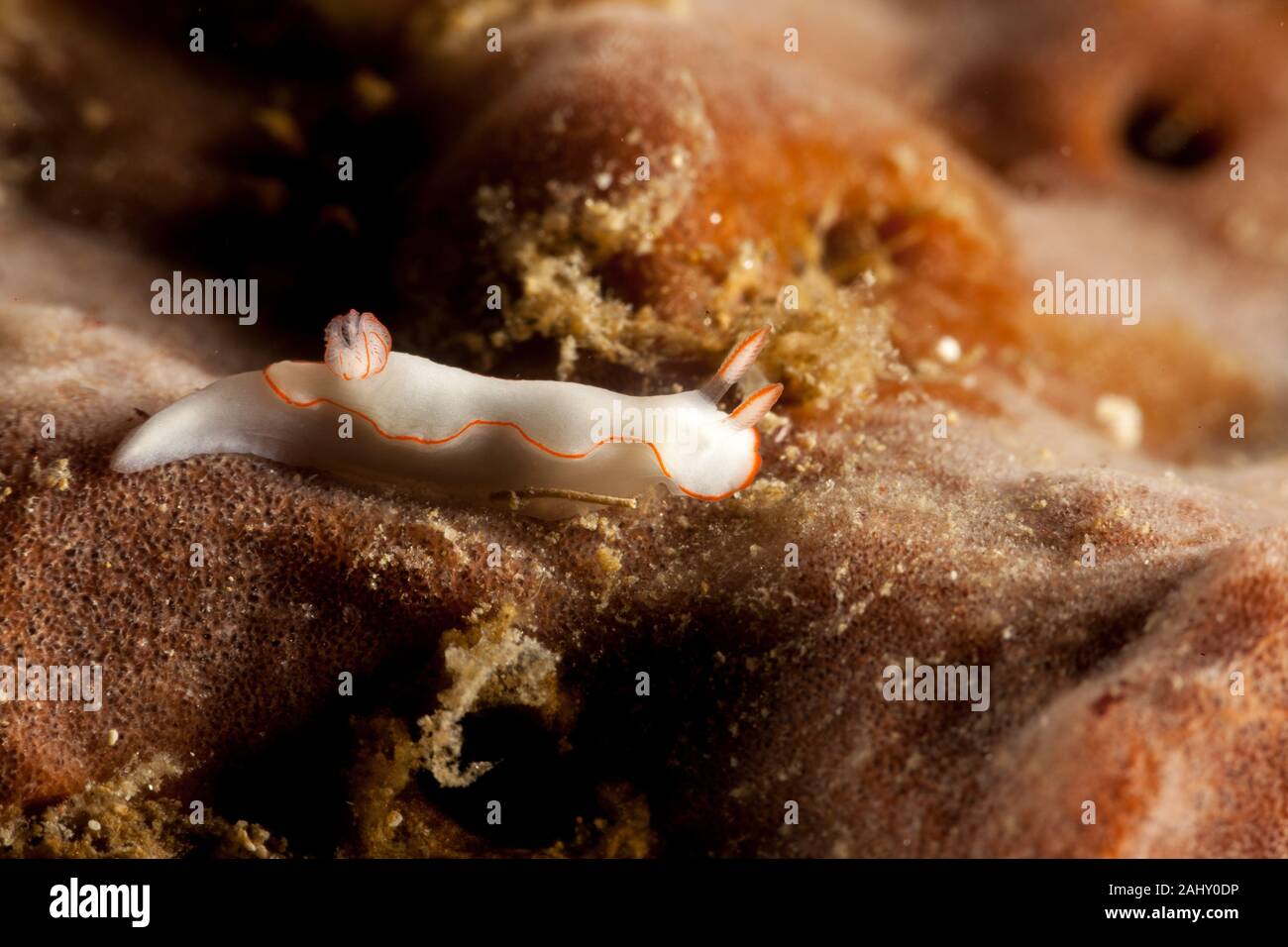 The most beautiful underwater snails of the Indian and Pacific Ocean ...
