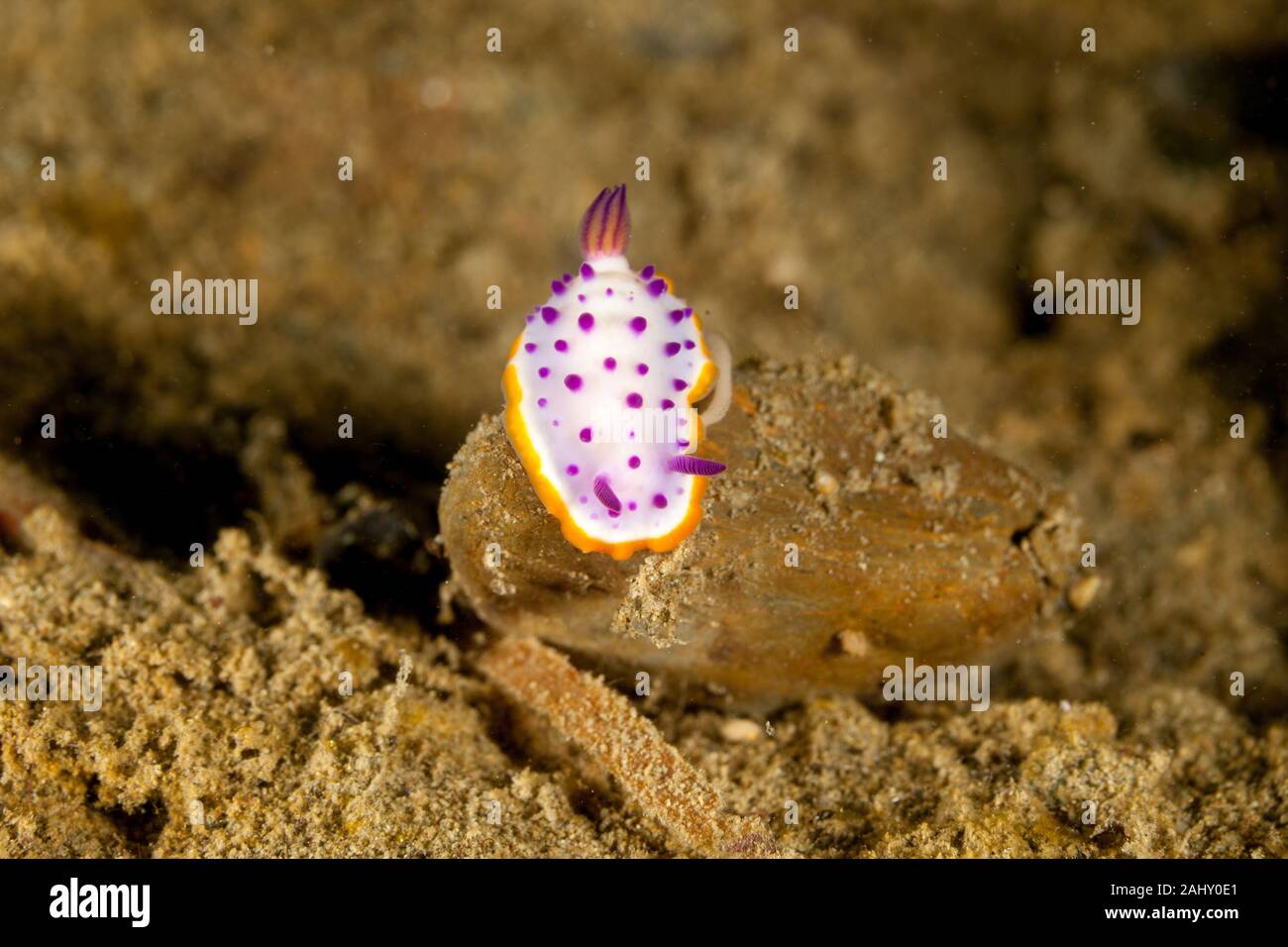 The most beautiful underwater snails of the Indian and Pacific Ocean ...