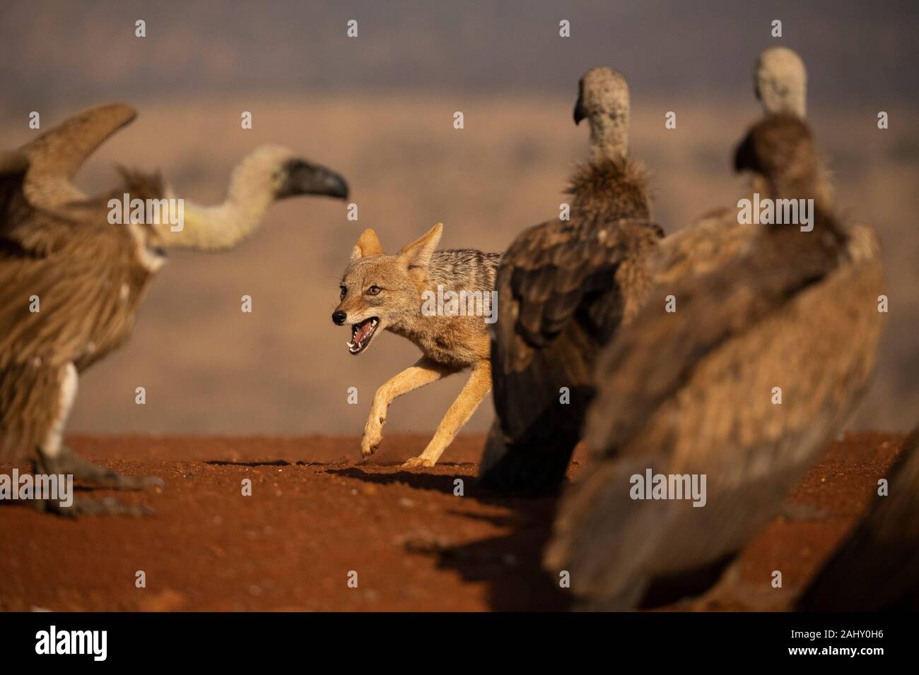 Black-backed jackal, Canis mesomelas, and white-backed vulture, Gyps ...