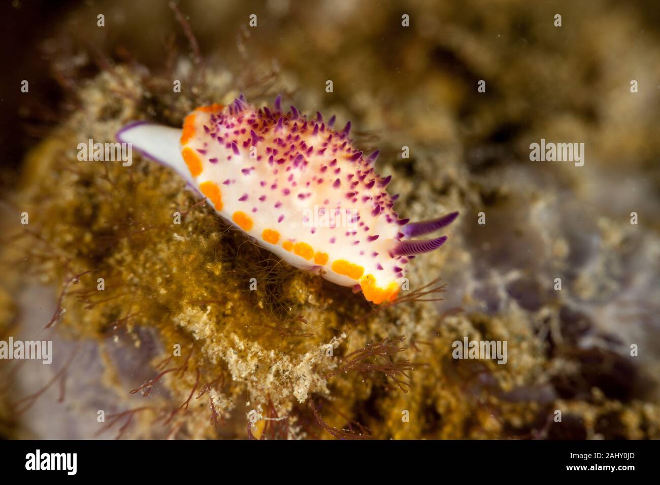 The most beautiful underwater snails of the Indian and Pacific Ocean ...