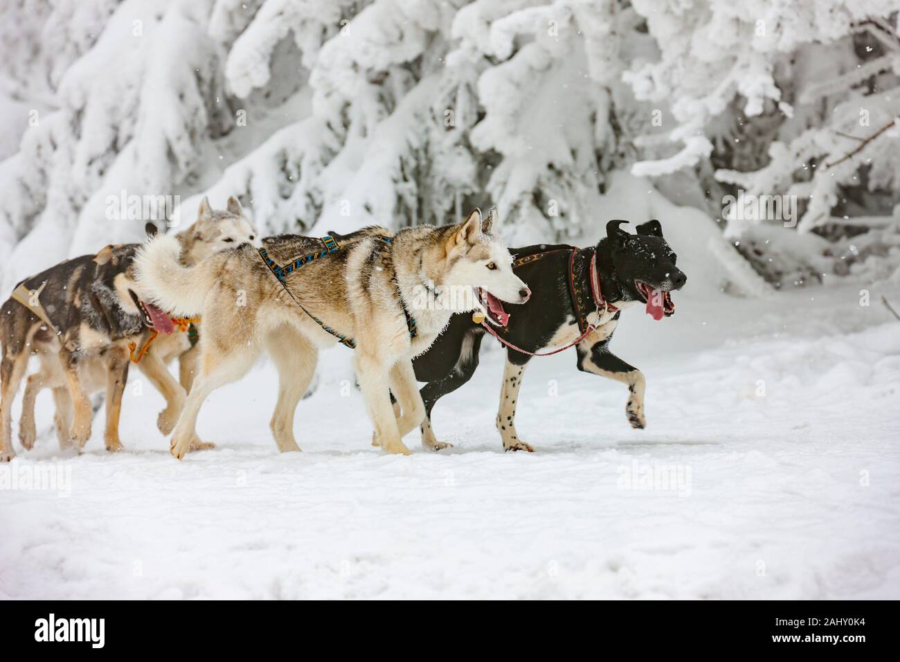 Dogging hi-res stock photography and images - Alamy