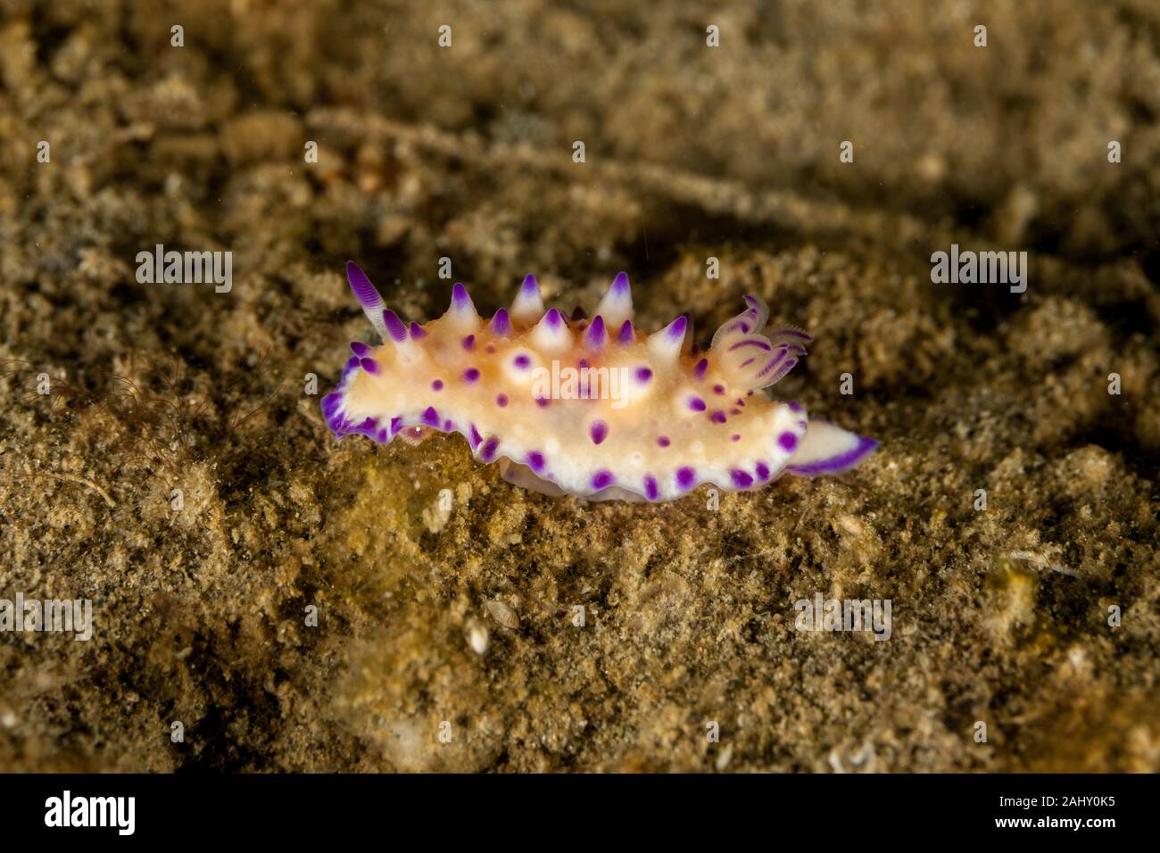 The most beautiful underwater snails of the Indian and Pacific Ocean ...