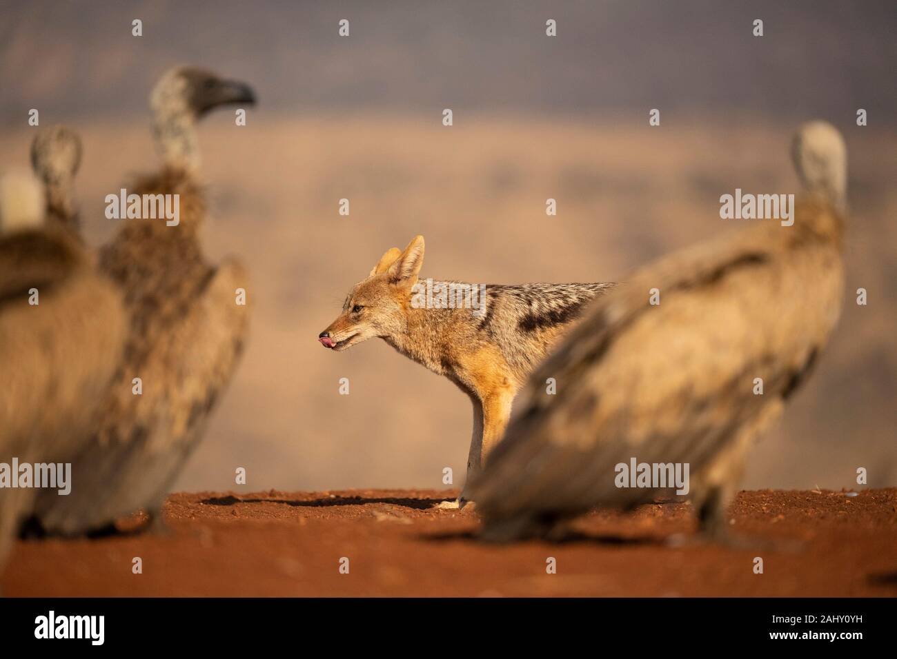 Black-backed jackal, Canis mesomelas, and white-backed vultures, Gyps ...