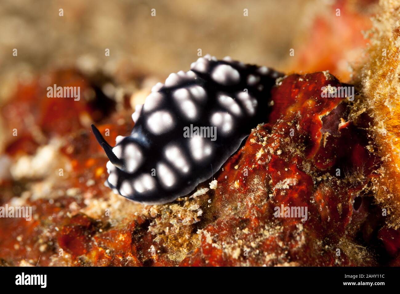 The most beautiful underwater snails of the Indian and Pacific Ocean ...