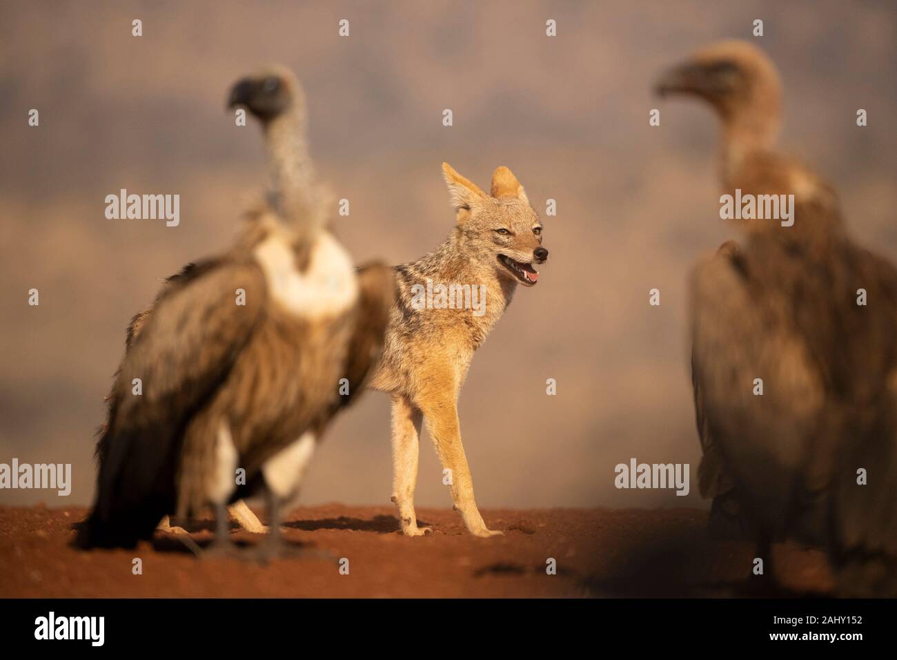 Black-backed jackal, Canis mesomelas, and white-backed vulture, Gyps ...