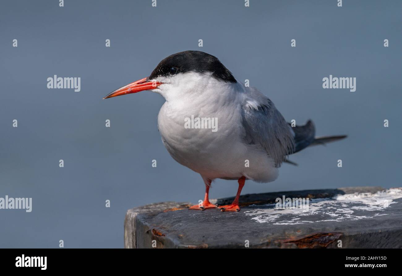 Common Tern, Sterna hirundo, in the breeding season, Poole Harbour ...