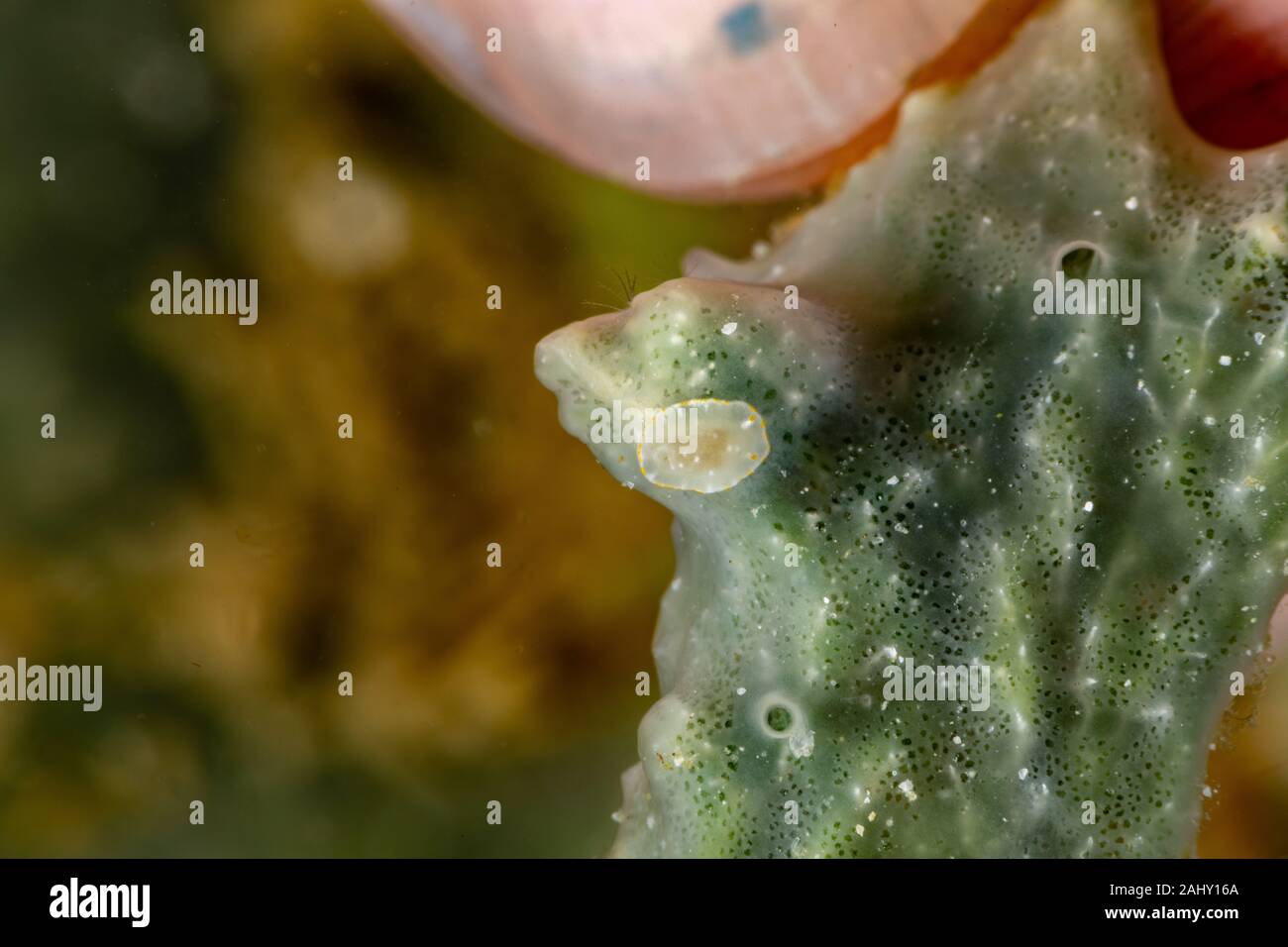 The most beautiful underwater snails of the Indian and Pacific Ocean ...