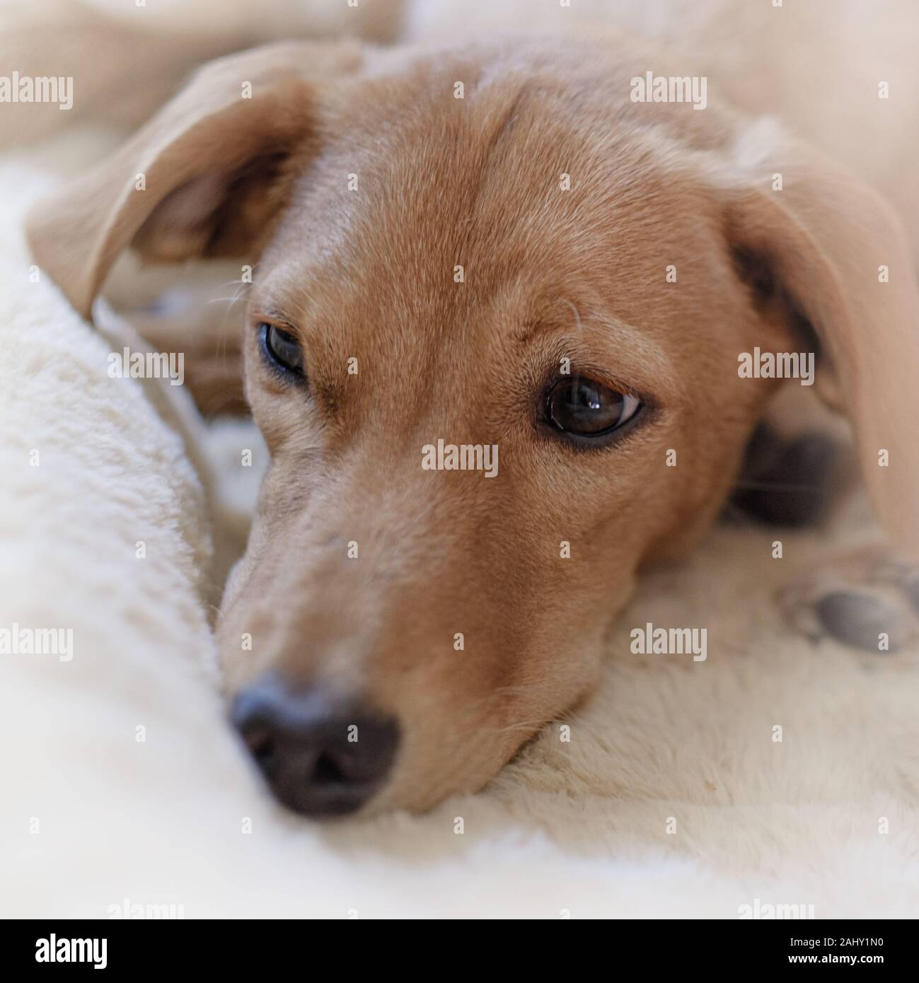 high angle view portrait of a young podenco dog Stock Photo - Alamy