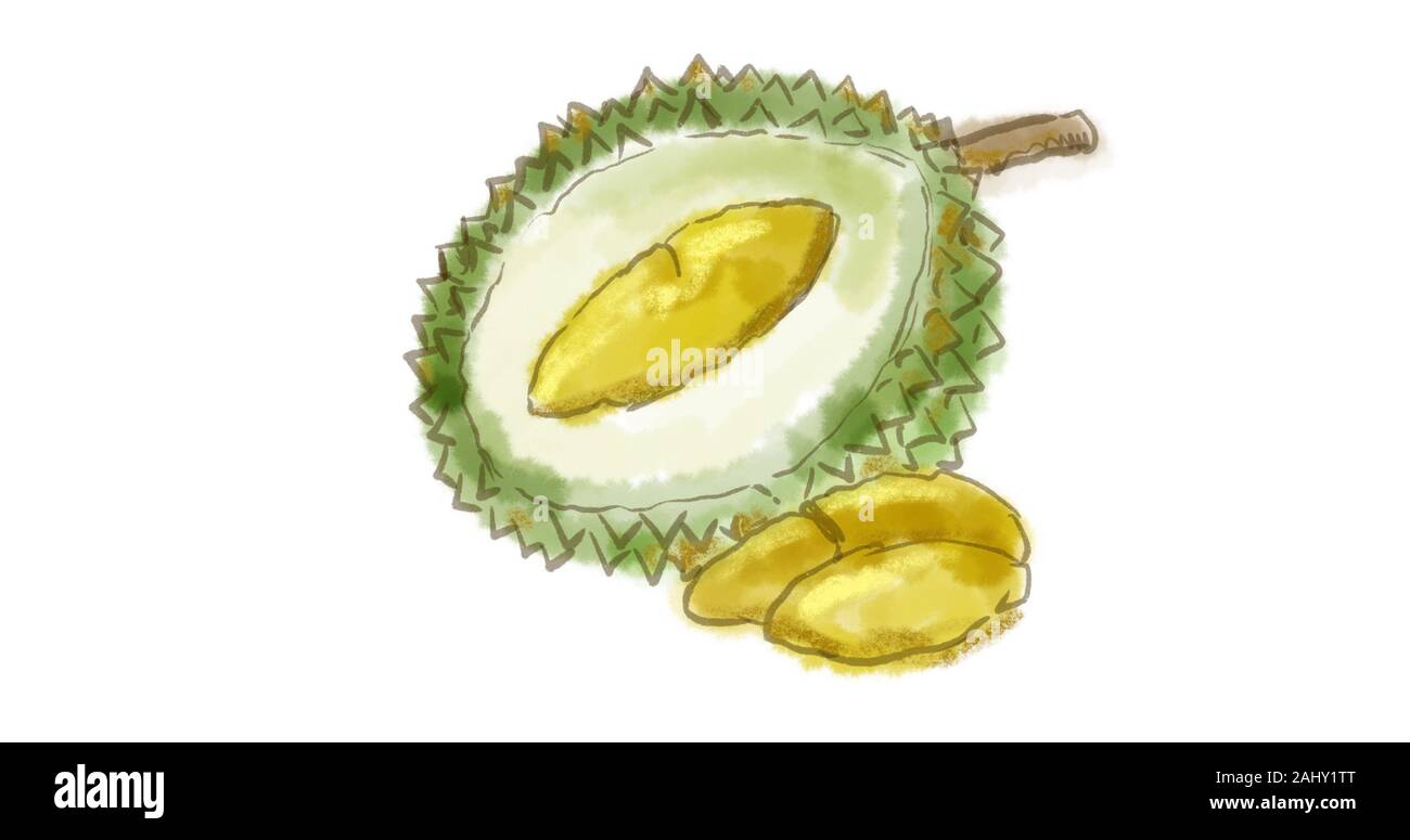 Durian Fruit Drawing