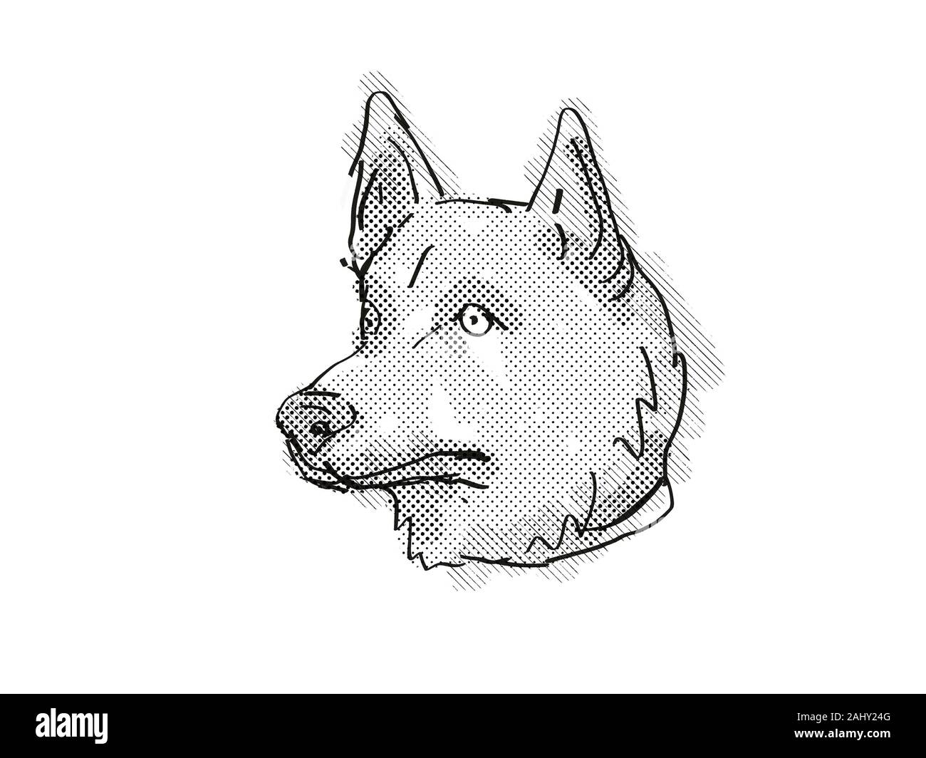 Corgi dog isolated hi-res stock photography and images - Alamy