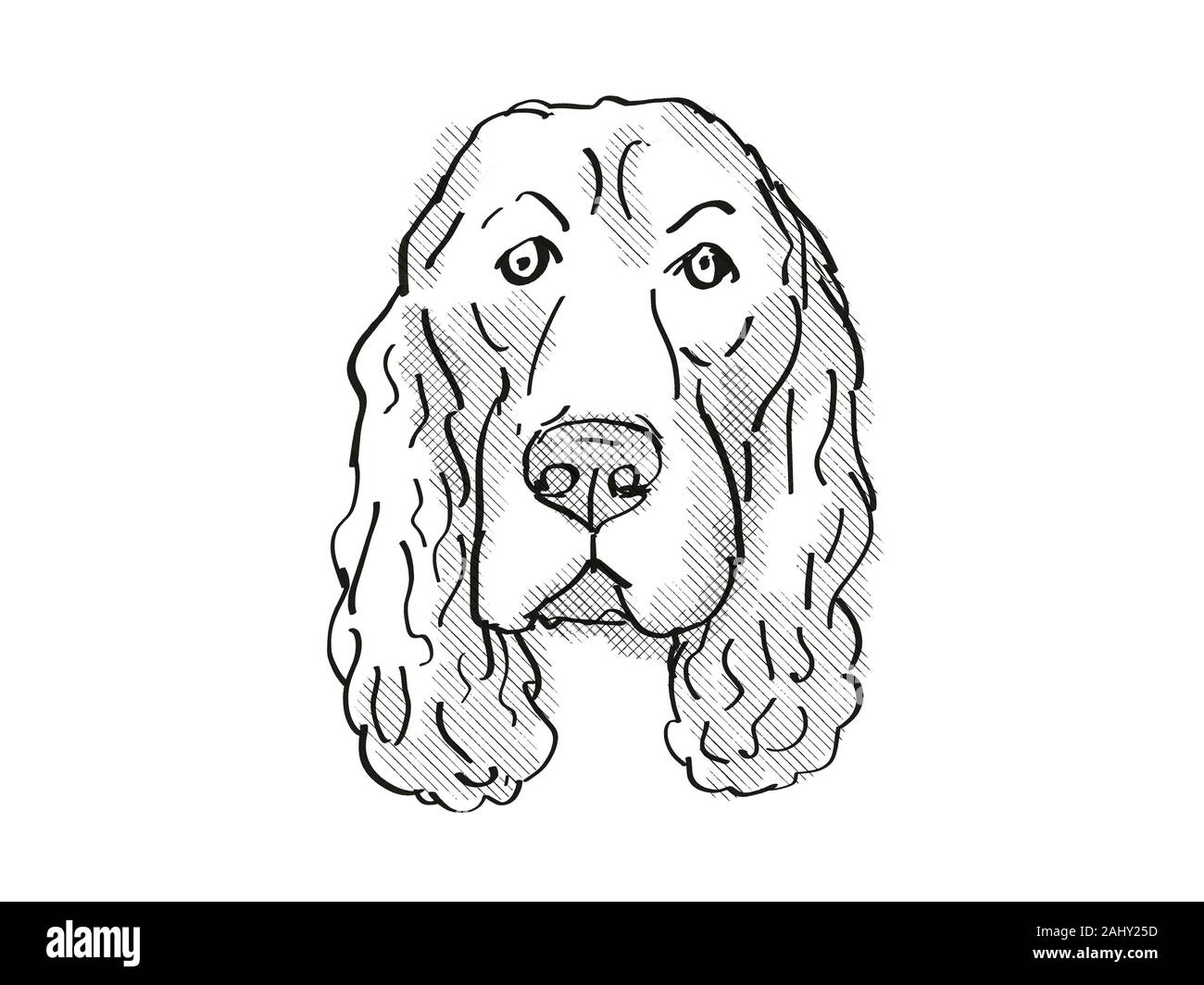 Field Spaniel High Resolution Stock Photography and Images - Alamy