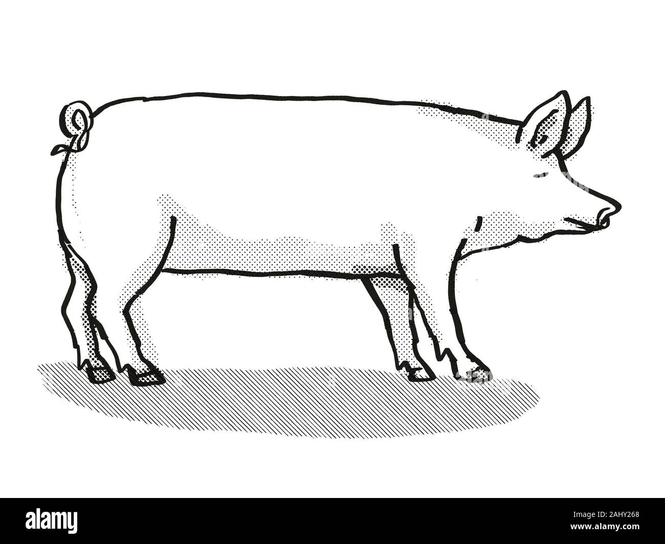 Large White Pig High Resolution Stock Photography and Images - Alamy