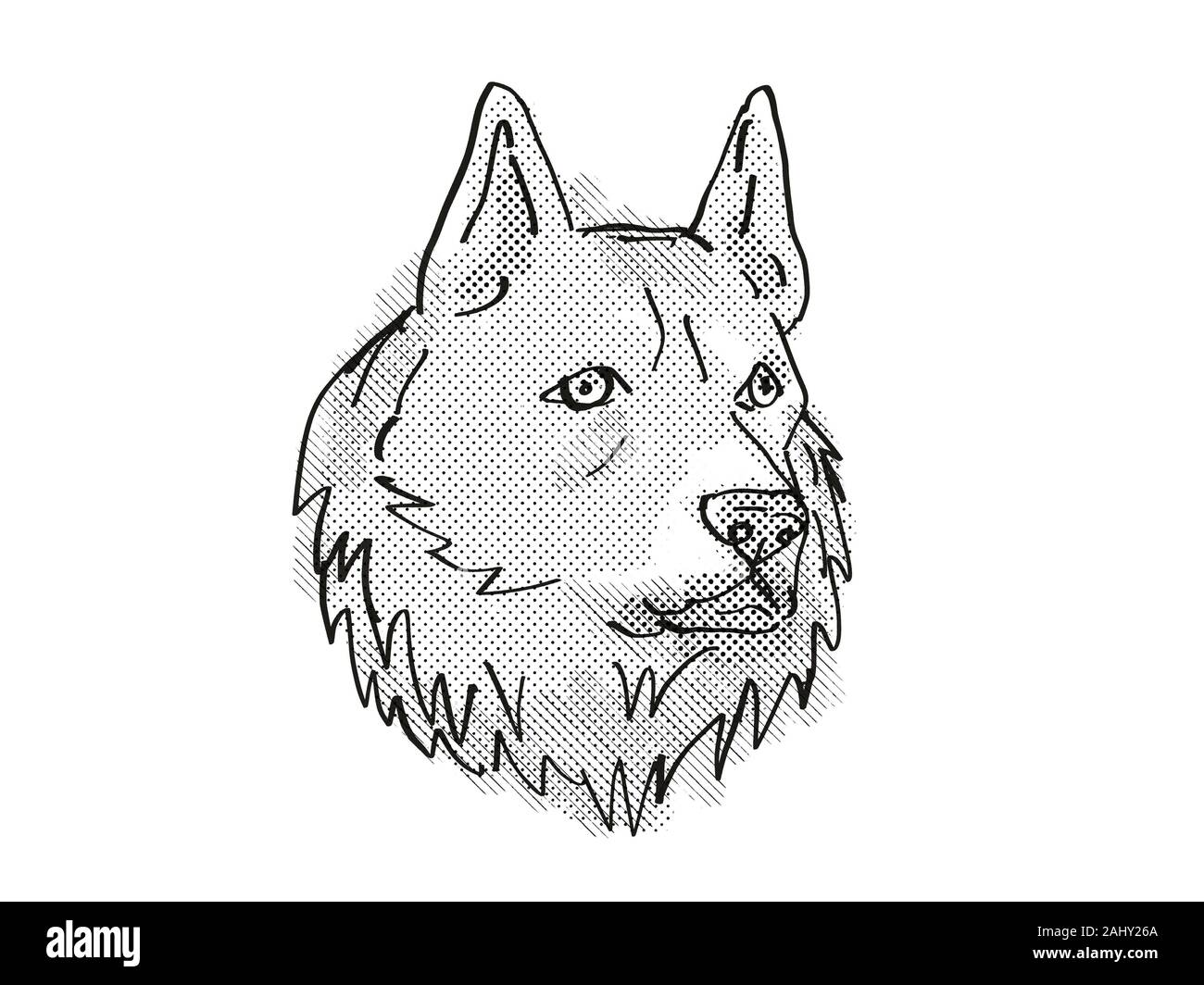 Retro cartoon style drawing of head of a Finnish Spitz, a domestic dog ...