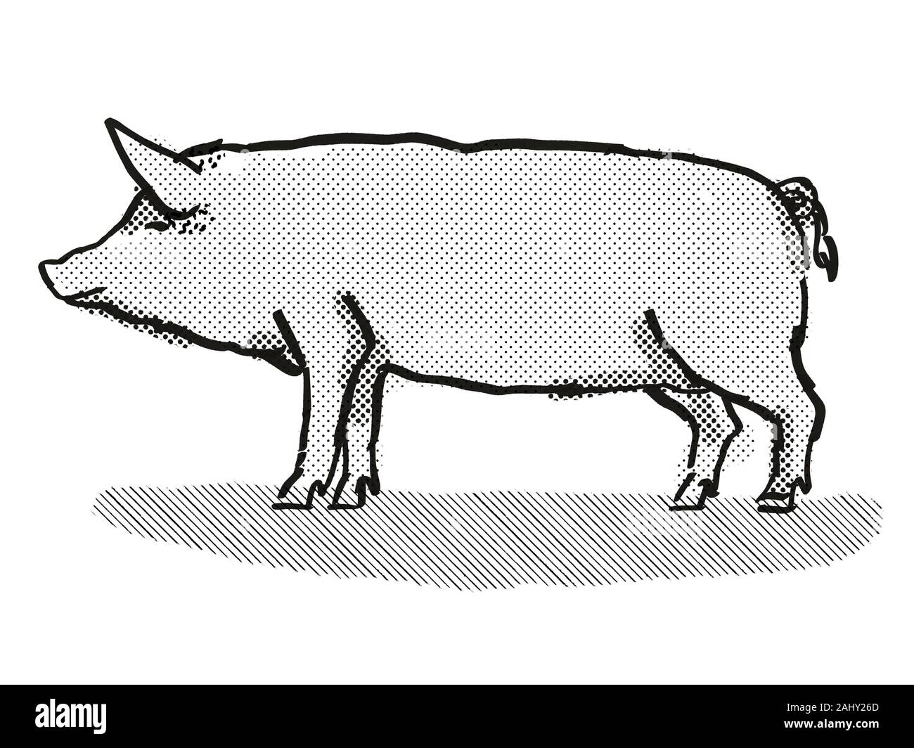 Pig Drawing